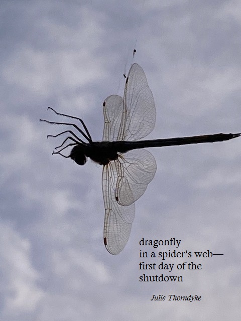 Haiga | Julie Anne Thorndyke